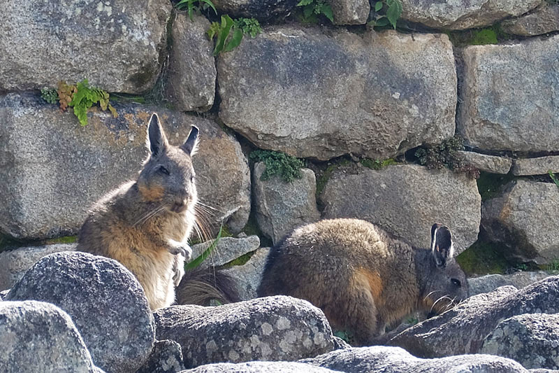 What mammals can I see in Machu Picchu? ★ MACHUPICCHU.CENTER